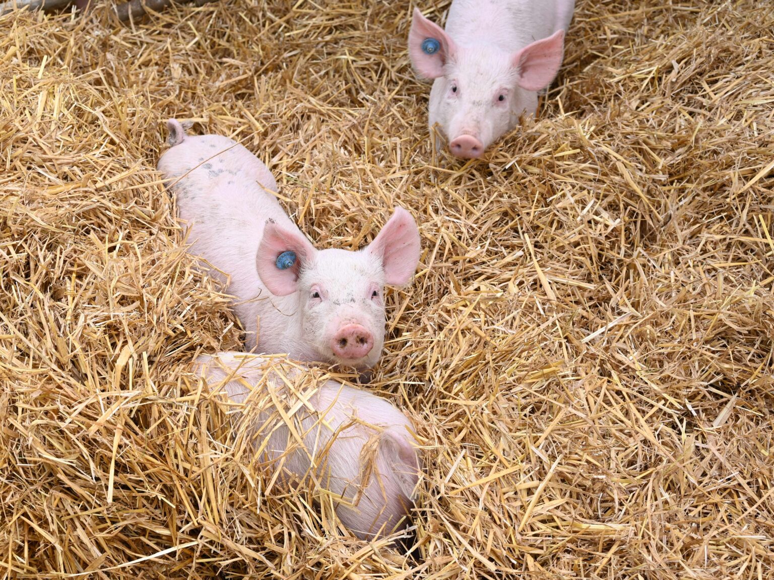 Wieder mehr Schweine in Bayern – Samerberger Nachrichten